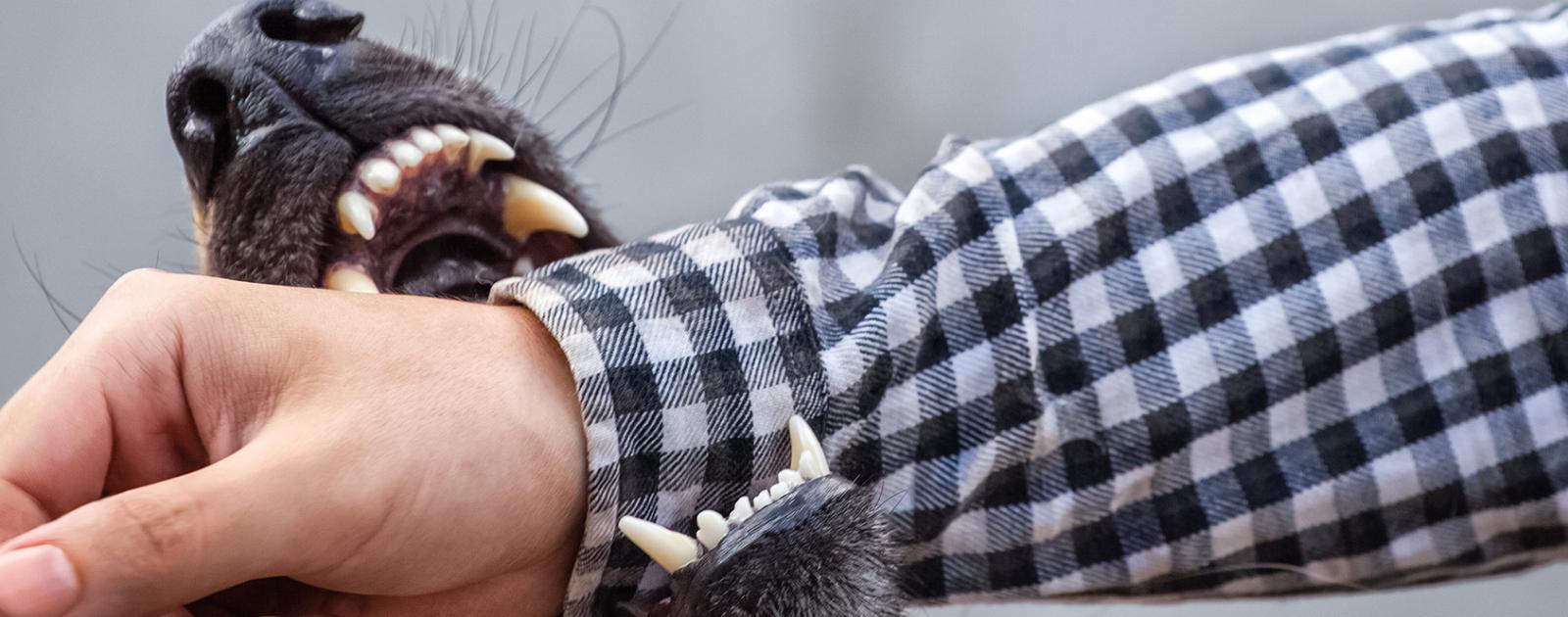 Prévenir les risques de morsures | RESE – Votre service public de l’eau